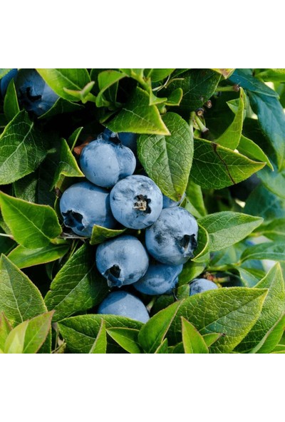 Anamur Naturel Tüplü Aromalı Chandler Yaban Mersini Fidanı Anamur Naturel Tüplü Aromalı Chandler Yaban Mersini Fidanı