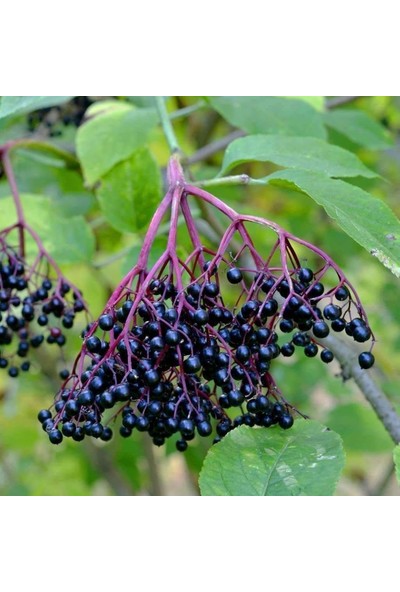 Tüplü Sambucus Nigra Kara Mürver Fidanı (10-20 Cm) Tüplü Sambucus Nigra Kara Mürver Fidanı (10-20 Cm)
