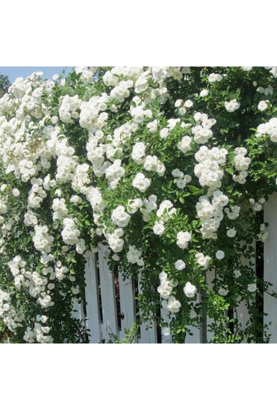Anamur Naturel Tüplü Yediveren White Sarmaşık Gül Fidanı
