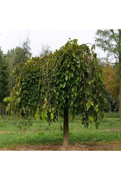 Anamur Naturel 5 Yaşlı Meyve Verme Durumunda Ters Dut FIDANI-200 300 cm Anamur Naturel 5 Yaşlı Meyve Verme Durumunda Ters Dut FIDANI-200 300 cm