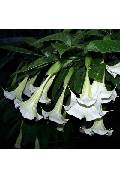 Anamur Naturel Tüplü Özel Çeşit Beyaz Meleklerin Borusu Fidanı