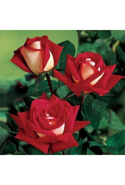 Anamur Naturel Tüplü Yediveren Osiria Kırmızı Beyaz Türk Gülü Fidanı 4-5 Yaş (80-120 cm ) Anamur Naturel Tüplü Yediveren Osiria Kırmızı Beyaz Türk Gülü Fidanı 4-5 Yaş (80-120 cm )