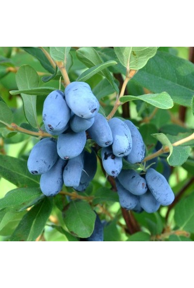 Anamur Naturel Tüplü Honeyberry Bal Yemişi Fidanı (10 Adet) Anamur Naturel Tüplü Honeyberry Bal Yemişi Fidanı (10 Adet)