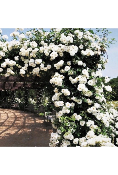 Anamur Naturel Tüplü Hella Beyaz Sarmaşık Gül Fidanı Anamur Naturel Tüplü Hella Beyaz Sarmaşık Gül Fidanı