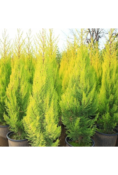 Anamur Naturel Tüplü Limoni Servi (Goldcrest) Fidanı 10-30 cm