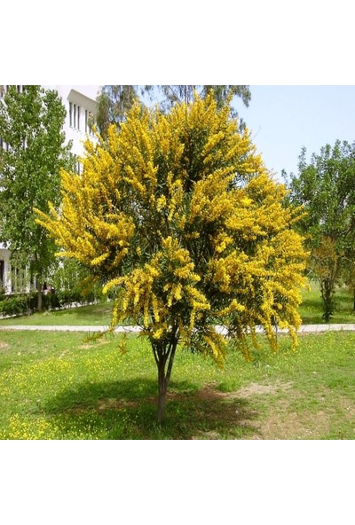 Anamur Naturel Tüplü Laburnum Anagyroides Sarı Salkım Fidanı