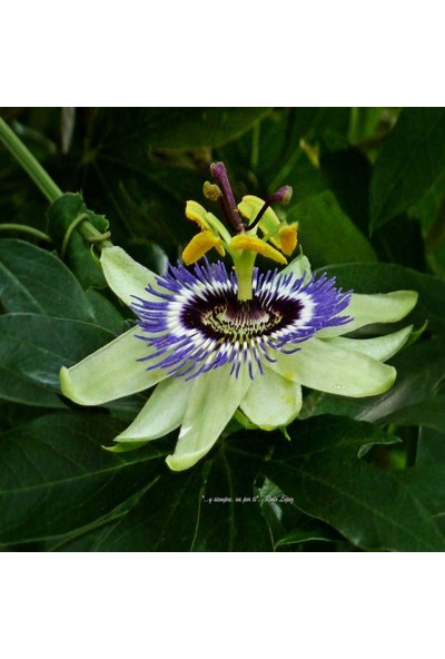 Anamur Naturel Tüplü Mavi Çiçekli Kokulu Passiflora Ağacı Fidanı Anamur Naturel Tüplü Mavi Çiçekli Kokulu Passiflora Ağacı Fidanı