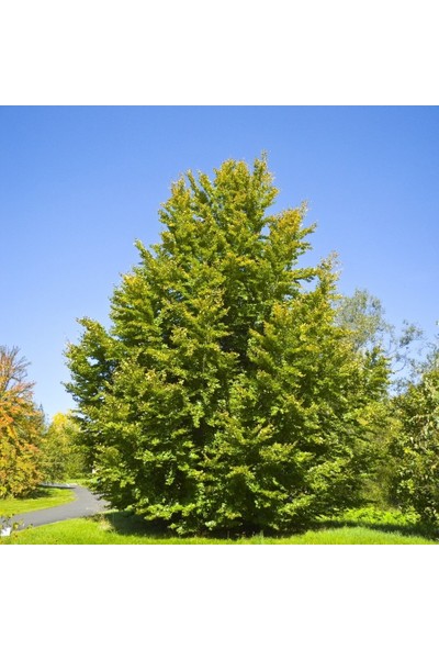Anamur Naturel Tüplü Yeşil Kayın Ağacı Fidanı