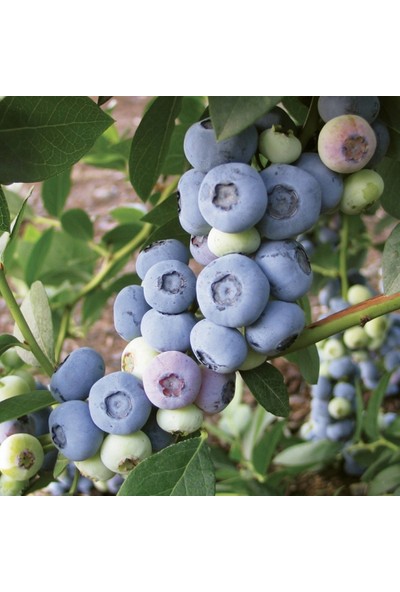 Anamur Naturel Tüplü Aromalı Brigitta Yaban Mersini Fidanı Anamur Naturel Tüplü Aromalı Brigitta Yaban Mersini Fidanı