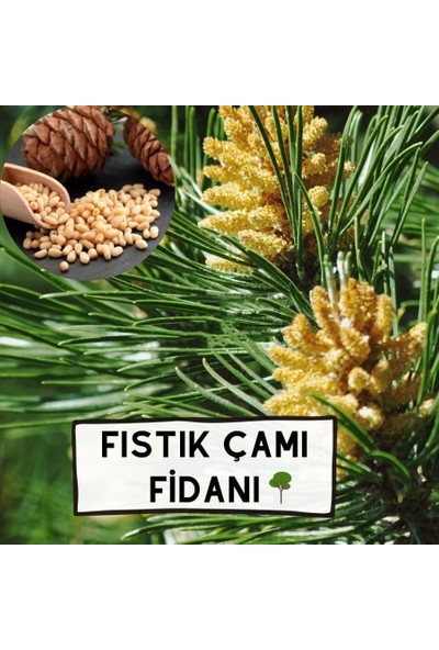 Anamur Naturel Tüplü Fıstık Çamı Ağacı Fidanı