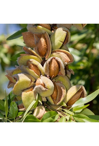 Anamur Naturel Tüplü Aşılı Yüksek Verimli Ferragnes Badem Fidanı (10 Adet) Anamur Naturel Tüplü Aşılı Yüksek Verimli Ferragnes Badem Fidanı (10 Adet)