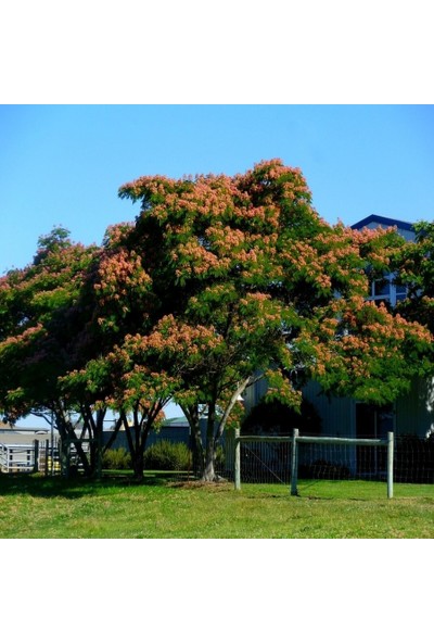 Anamur Naturel Tüplü Gülibrişim Ipek Ağacı Fidanı-(30-55 Cm)