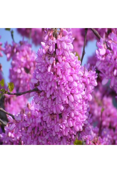 Anamur Naturel Tüplü Pembe Çiçekli Erguvan Ağacı Fidanı Anamur Naturel Tüplü Pembe Çiçekli Erguvan Ağacı Fidanı