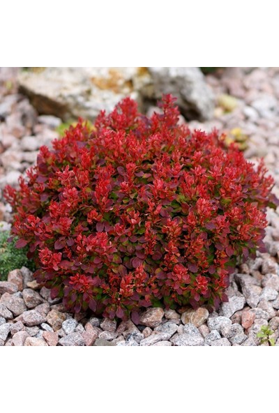 Anamur Naturel Tüplü Kadın Tuzluğu Berberis Fidanı Anamur Naturel Tüplü Kadın Tuzluğu Berberis Fidanı