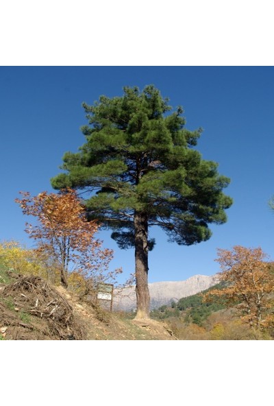 Anamur Naturel Tüplü Kızılçam Ağacı Fidanı Anamur Naturel Tüplü Kızılçam Ağacı Fidanı