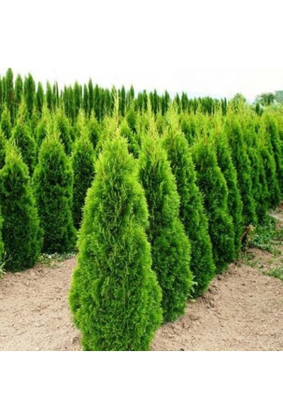 Anamur Naturel Tüplü Batı Mazı Fidanı-60 cm Üzeri