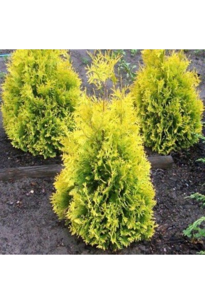 Anamur Naturel Tüplü Altın Sarı Sunkist Mazı Fidanı