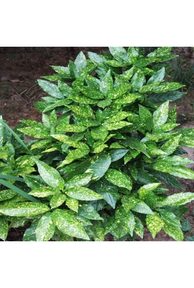 Anamur Naturel Tüplü Japon Defnesi Akuba Bitkisi Fidanı Anamur Naturel Tüplü Japon Defnesi Akuba Bitkisi Fidanı