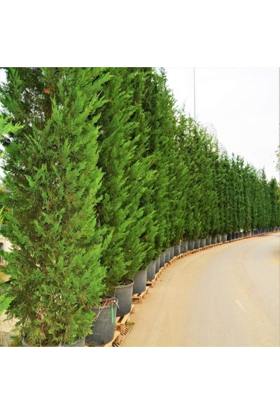 Anamur Naturel Tüplü Leylandi Ağacı Fidanı-10 cm Üzeri