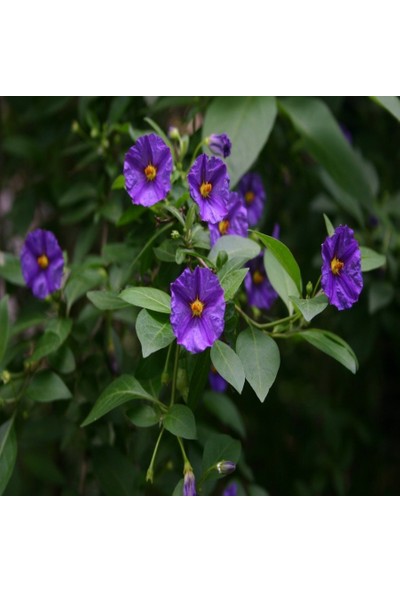 Anamur Naturel Tüplü Koyu Mavi Ağaç Maviş Bitkisi Fidanı Anamur Naturel Tüplü Koyu Mavi Ağaç Maviş Bitkisi Fidanı