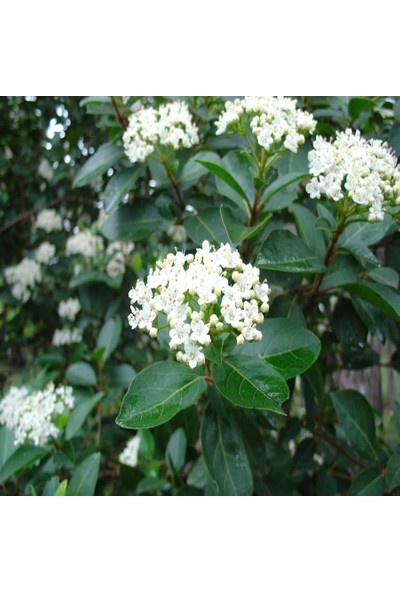 Anamur Naturel Tüplü Herdem Yeşil Kartopu Fidanı Anamur Naturel Tüplü Herdem Yeşil Kartopu Fidanı
