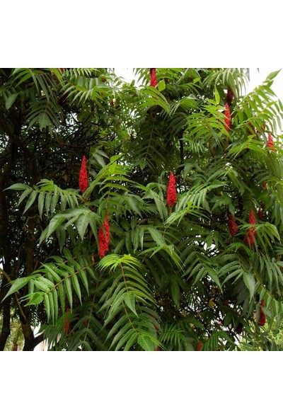 Anamur Naturel Tüplü Rhus Typhina Sumak Fidanı 15 cm Üzeri-10 Adet