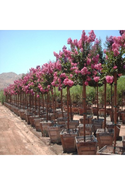 Anamur Naturel Tüplü Pembe Oya Ağacı Fidanı Anamur Naturel Tüplü Pembe Oya Ağacı Fidanı