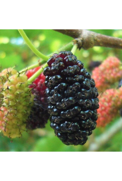 Anamur Naturel Tüplü Morus Sp Yediveren Avustralya Dut Fidanı