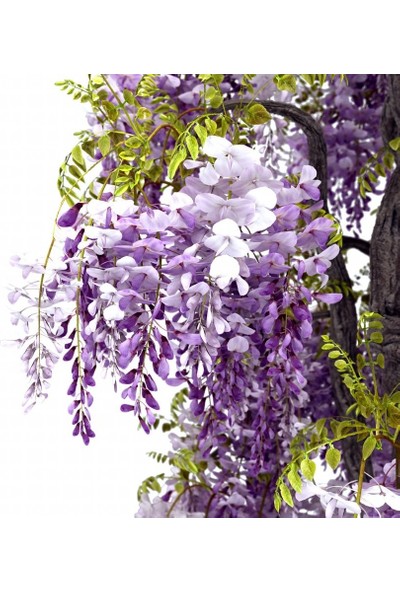 Anamur Naturel Tüplü Wisteria Sinensis Mor Salkım Fidanı