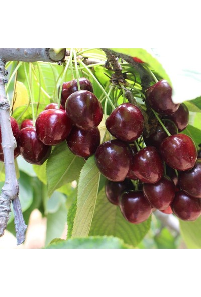 Anamur Naturel Tüplü Aşılı Yüksek Verimli 0900 Ziraat Napolyon Kiraz Fidanı Anamur Naturel Tüplü Aşılı Yüksek Verimli 0900 Ziraat Napolyon Kiraz Fidanı