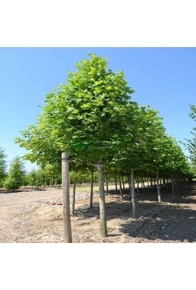 Anamur Naturel Tüplü Ak Kavak Ağacı Fidanı