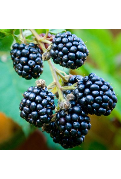 Anamur Naturel Tüplü Hoş Aromatik Mayhoş Brazos Böğürtlen Fidanı Anamur Naturel Tüplü Hoş Aromatik Mayhoş Brazos Böğürtlen Fidanı