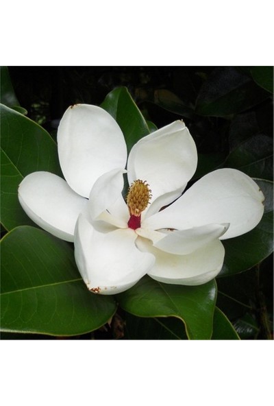 Anamur Naturel Tüplü Beyaz Çiçekli Manolya Fidanı Anamur Naturel Tüplü Beyaz Çiçekli Manolya Fidanı