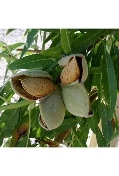 Anamur Naturel Tüplü Aşılı Amerikan Texas Teksas Badem Fidanı