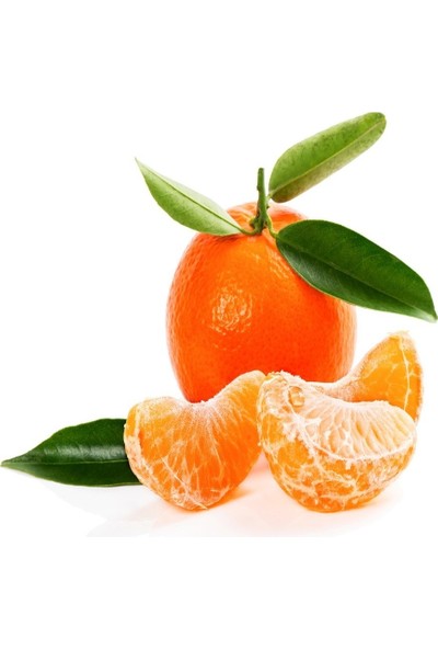 Anamur Naturel Tüplü Aşılı Aromalı W.murcot Mandalina Fidanı Anamur Naturel Tüplü Aşılı Aromalı W.murcot Mandalina Fidanı