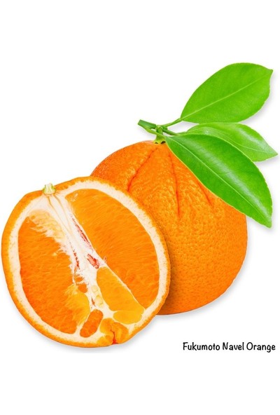 Anamur Naturel Tüplü Aşılı Soğuğa Dayanıklı Fukumoto Portakal Fidanı Anamur Naturel Tüplü Aşılı Soğuğa Dayanıklı Fukumoto Portakal Fidanı