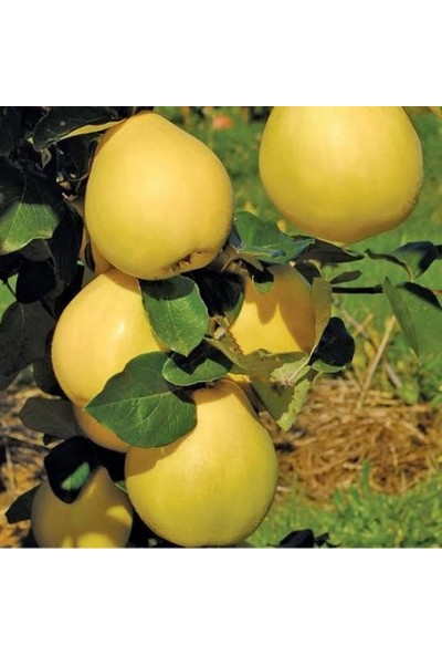 Anamur Naturel Tüplü Aşılı Tam Bodur Tatlı Sulu Midilli Ege-25 Ayva Fidanı