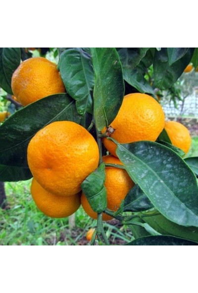 Anamur Naturel Tüplü Aşılı Yöresel Kokulu Bodrum Mandalina Fidanı