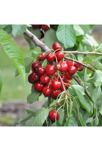 Anamur Naturel Tüplü Aşılı Yarıbodur Geçci Verimli Stella Kiraz Fidanı Anamur Naturel Tüplü Aşılı Yarıbodur Geçci Verimli Stella Kiraz Fidanı