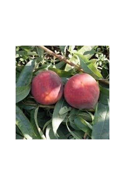 Anamur Naturel Tüplü Aşılı Yarıbodur Verimi Yüksek Monreo Şeftali Fidanı