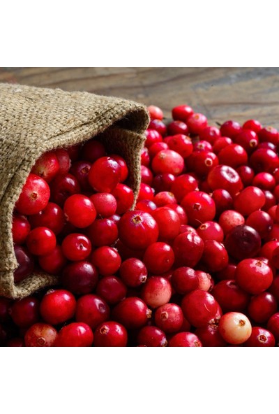 Anamur Naturel Tüplü Iri Meyveli Su Damlası Kızılcık Fidanı