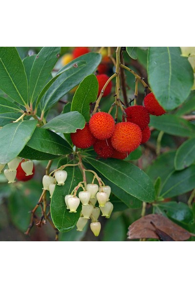 Anamur Naturel Tüplü Kocayemiş Fidanı