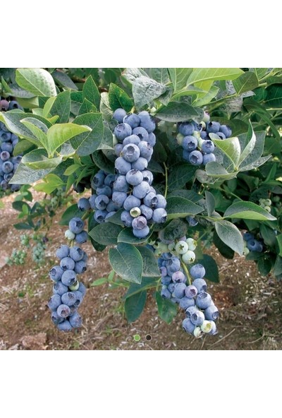 Anamur Naturel Iri Meyveli Blue Gold Yaban Yüksek Verimli Yaban Mersini Fidanı Anamur Naturel Iri Meyveli Blue Gold Yaban Yüksek Verimli Yaban Mersini Fidanı