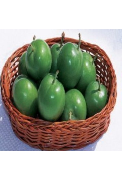 Anamur Naturel Tüplü Aşılı Tam Bodur Kıtır Kıtır Papaz Erik Fidanı