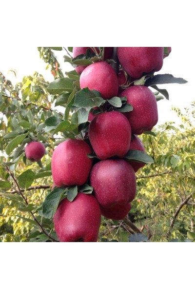 Anamur Naturel Tüplü Aşılı Yarıbodur Bol Verimli Starking Elma Fidanı Anamur Naturel Tüplü Aşılı Yarıbodur Bol Verimli Starking Elma Fidanı