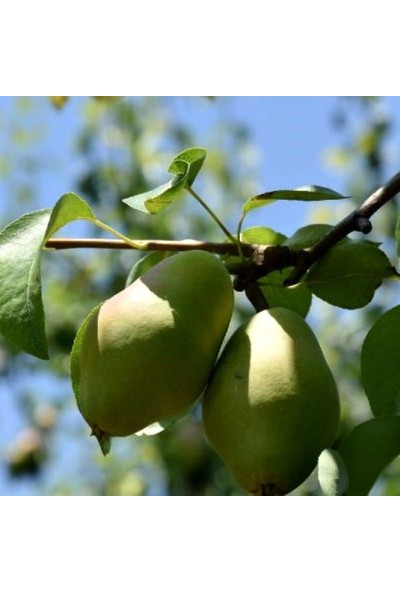Anamur Naturel Tüplü Aşılı Yarıbodur Erkenci Aromatik Akça Armut Fidanı
