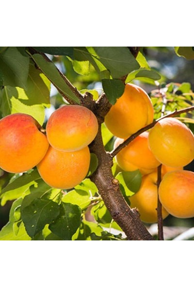 Anamur Naturel Tüplü Aşılı Sofralık Verimli Şekerpare Kayısı Fidanı Anamur Naturel Tüplü Aşılı Sofralık Verimli Şekerpare Kayısı Fidanı