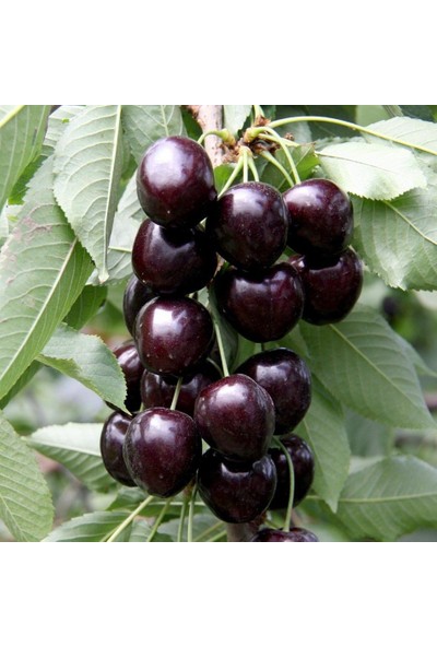 Anamur Naturel Tüplü Aşılı Verimli Attika Kordia (Cordia) Kiraz Fidanı Anamur Naturel Tüplü Aşılı Verimli Attika Kordia (Cordia) Kiraz Fidanı
