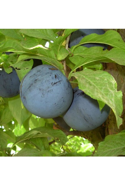 Anamur Naturel Tüplü Aşılı Yarıbodur Verimli Primetime Japon Erik Fidanı