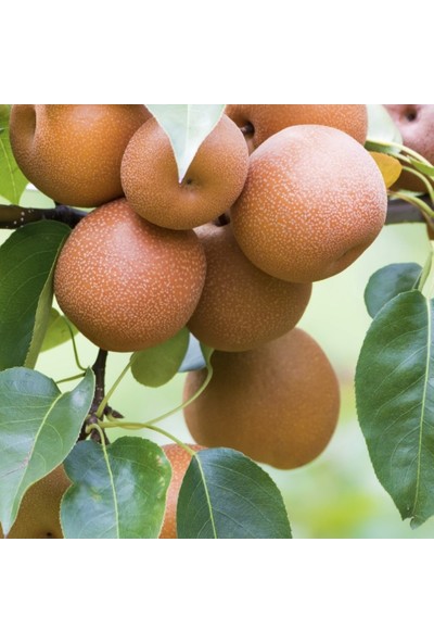 Anamur Naturel Tüplü Aşılı Yarıbodur Aromatik Kosui Japon (Naşi) Armut Fidanı